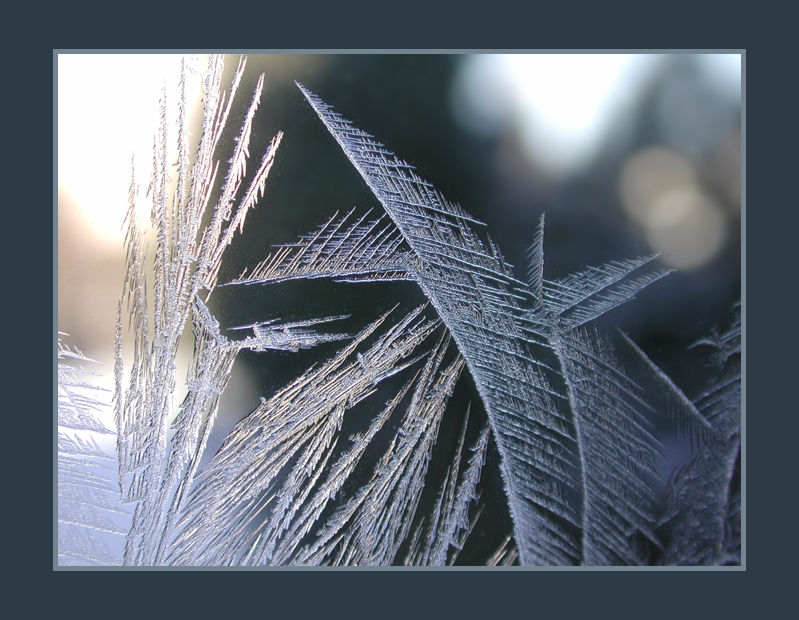 Frost Macro Photography by Judy Arndt
