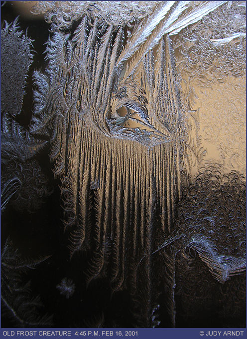 Frost Macro Photography by Judy Arndt