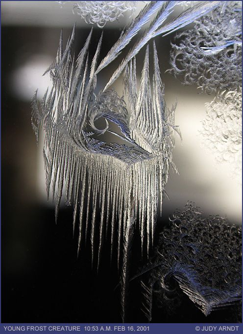 Frost Macro Photography by Judy Arndt
