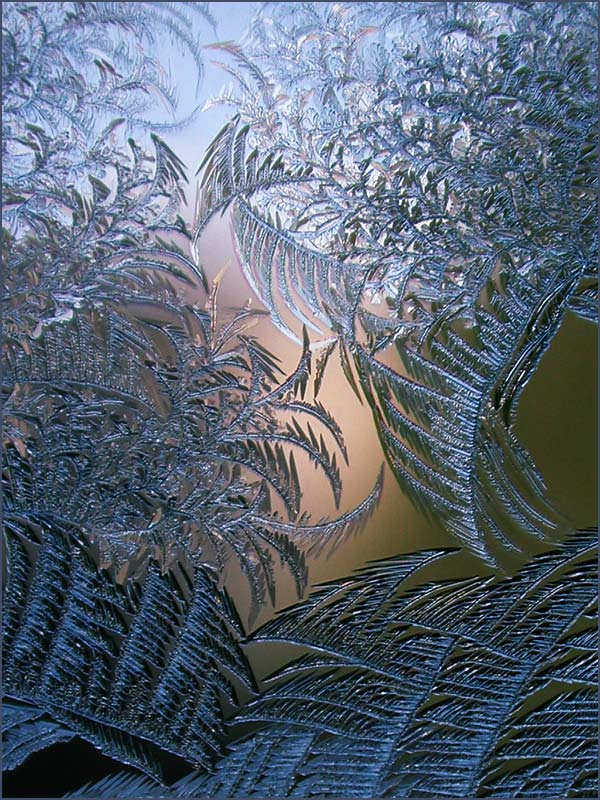 Frost Macro Photography by Judy Arndt