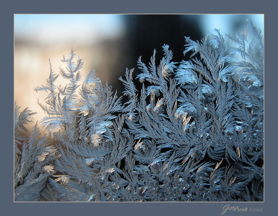 Frost Macro Photography by Judy Arndt